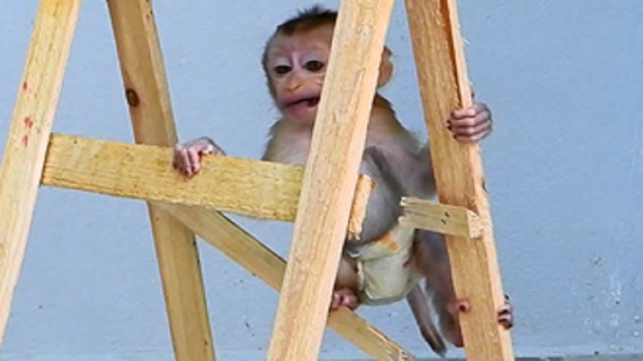 Hmmm, now Charlie is playing a lot and it's time to clean up - YouTube