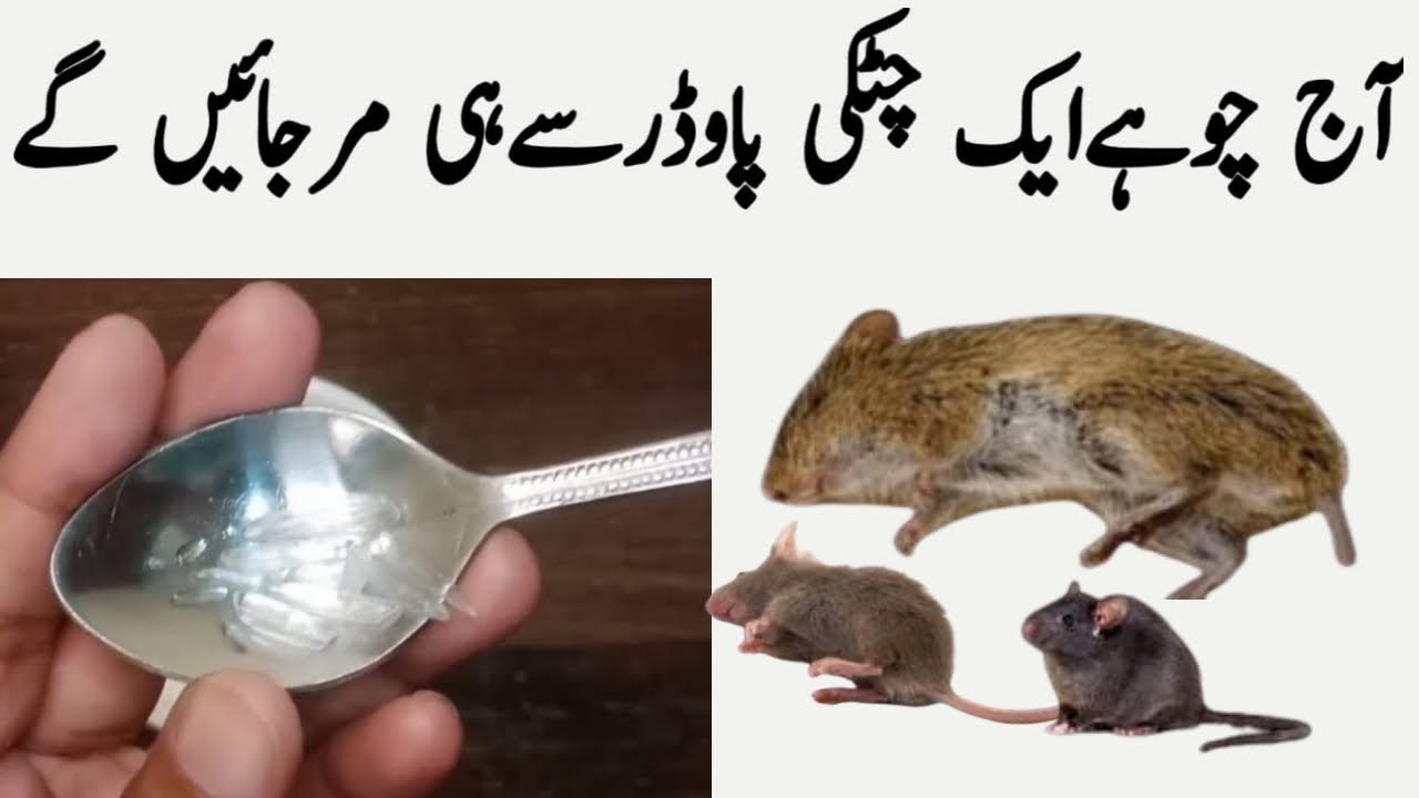 Quick rat killer | rat | rat killer radiaction | chuhay marne ka tarika ...