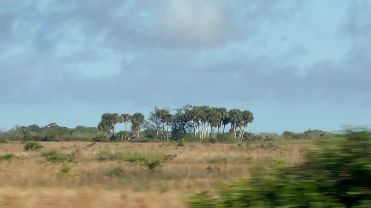 Wild palmettos in a South Florida savanna - YouTube