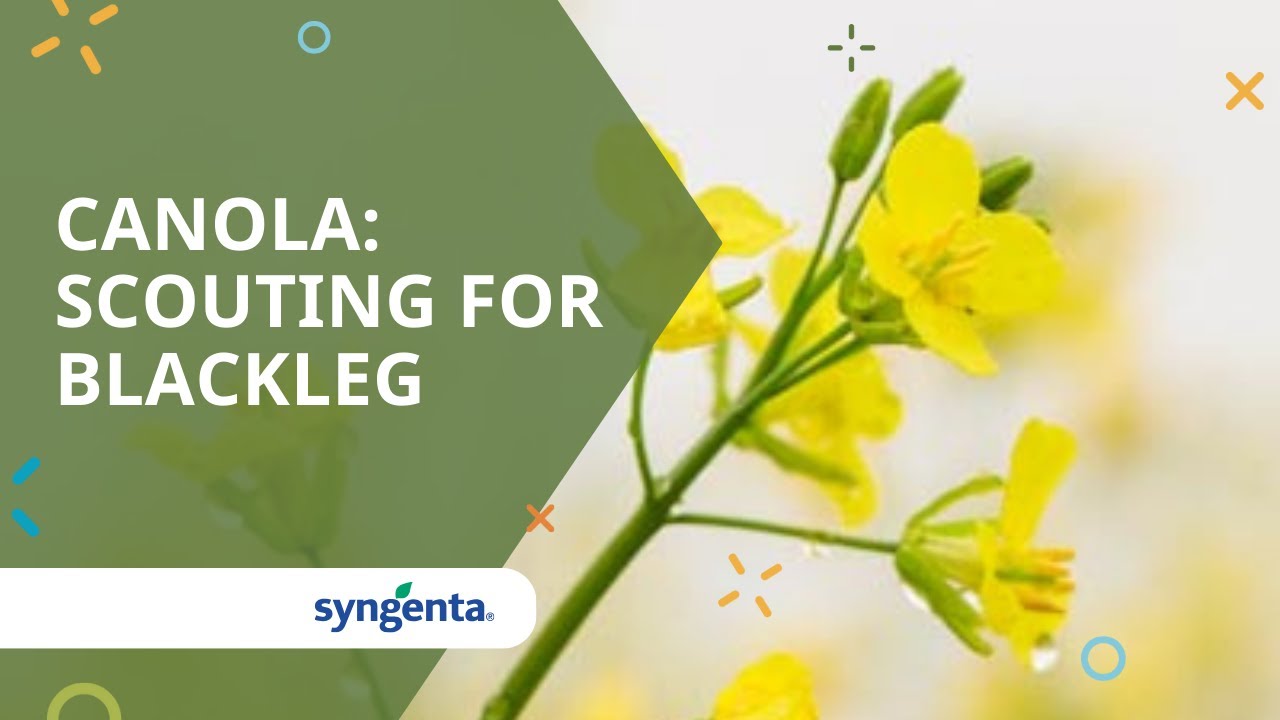 Canola: Scouting for blackleg - YouTube