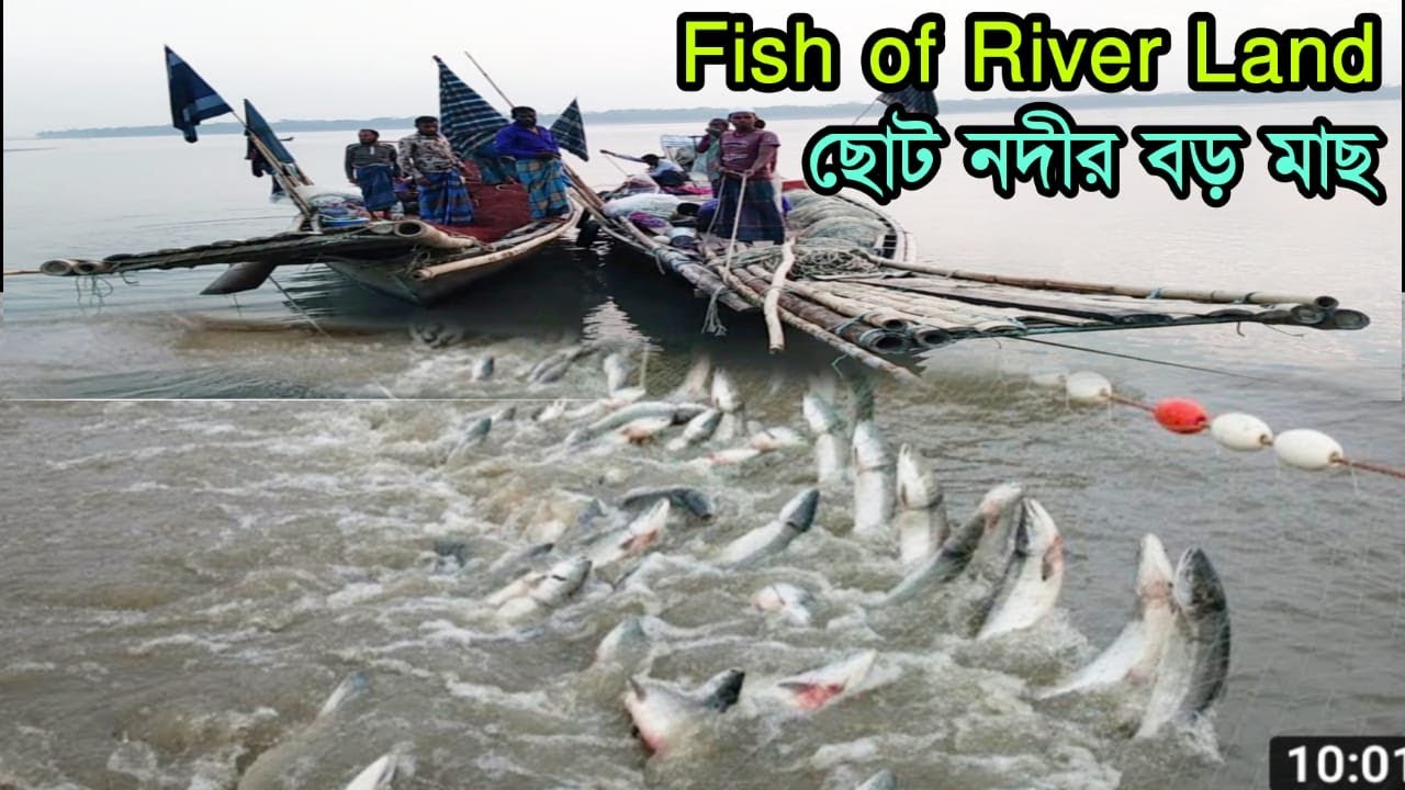 How to catch and sell fish in River Island/Village life/Fish of river ...