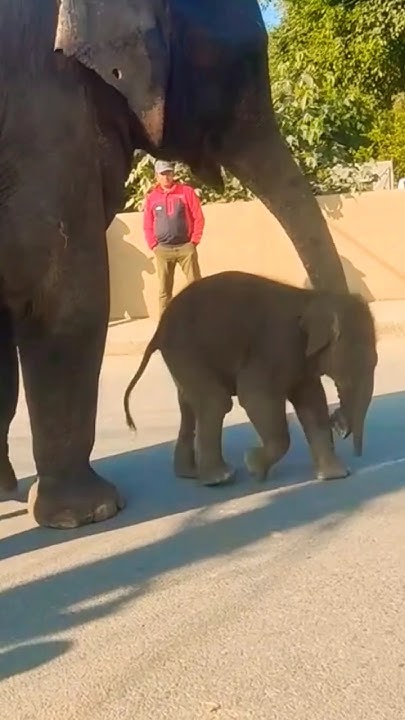 Elephant mother protecting her baby 😳 || wildlife Animals shorts video ...