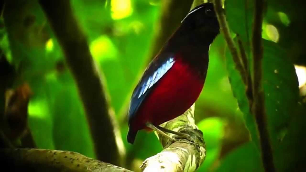 Black-crowned Pitta - YouTube