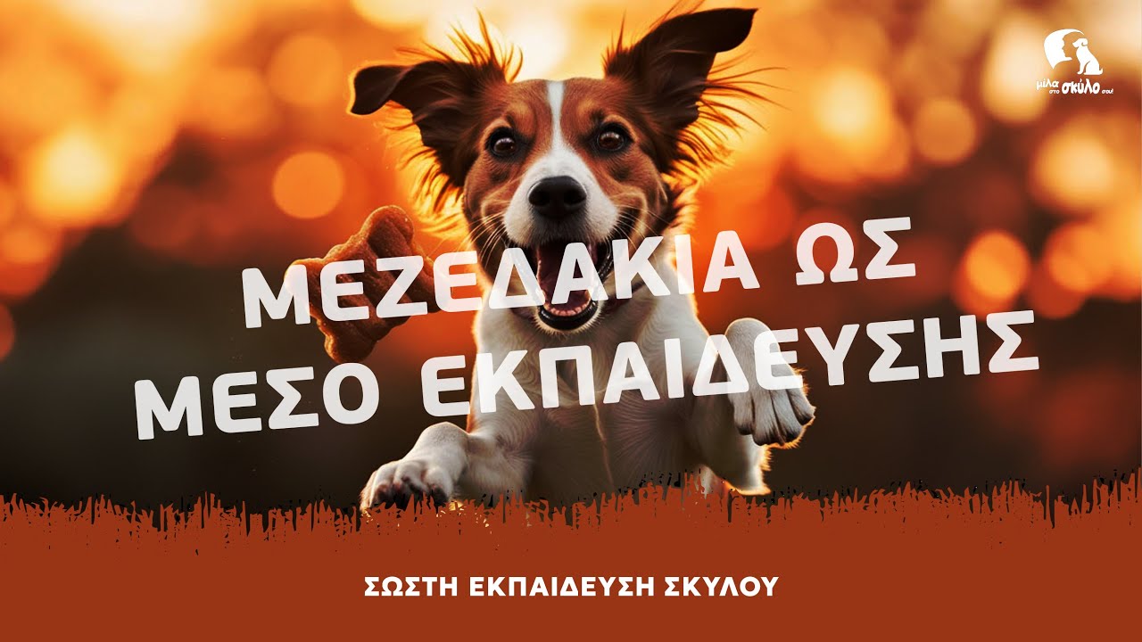 ΣΩΣΤΗ ΕΚΠΑΙΔΕΥΣΗ ΣΚΥΛΟΥ - Μεζεδάκια ως μέσο εκπαίδευσης | ΜΙΛΑ ΣΤΟ ...