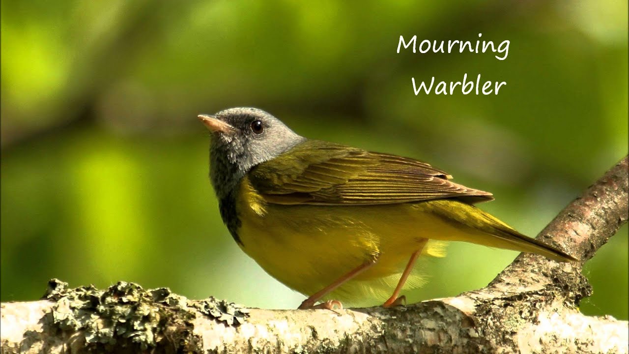 Wisconsin Warblers - YouTube