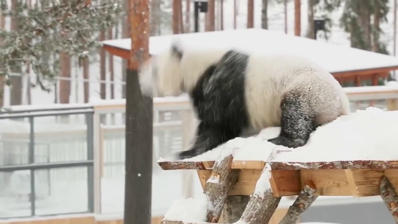 #Watch PANDA-MONIUM! 🐼 - YouTube