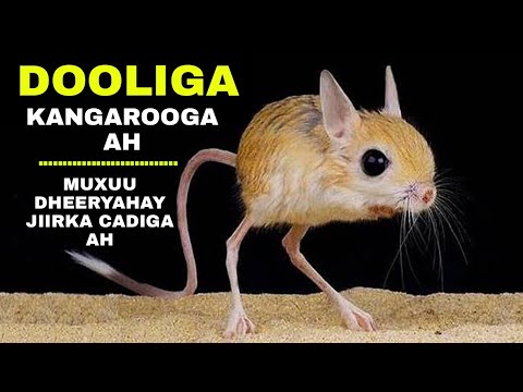 Dooliga Kangaroowga Ah Muxu Yahay Jiirkan Xayawaano Duurjoog Dooli ...