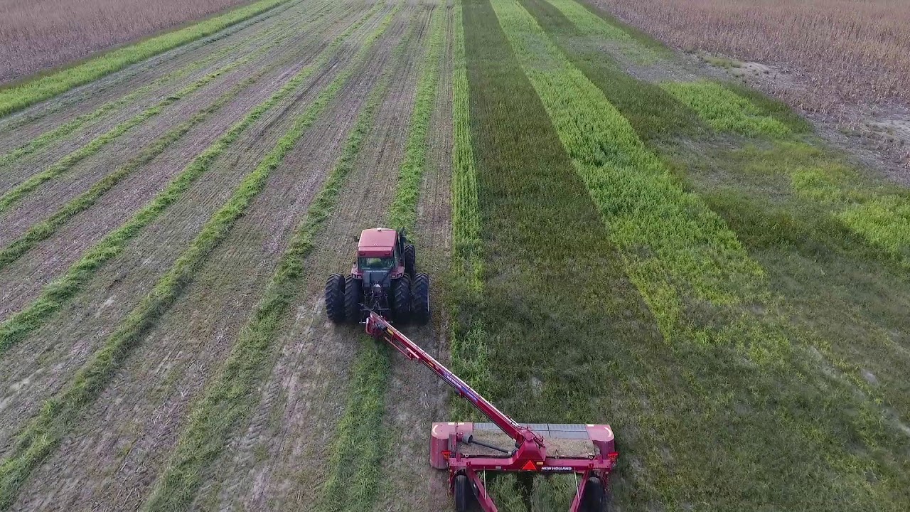 drone video of cutting a zebra millet field - YouTube