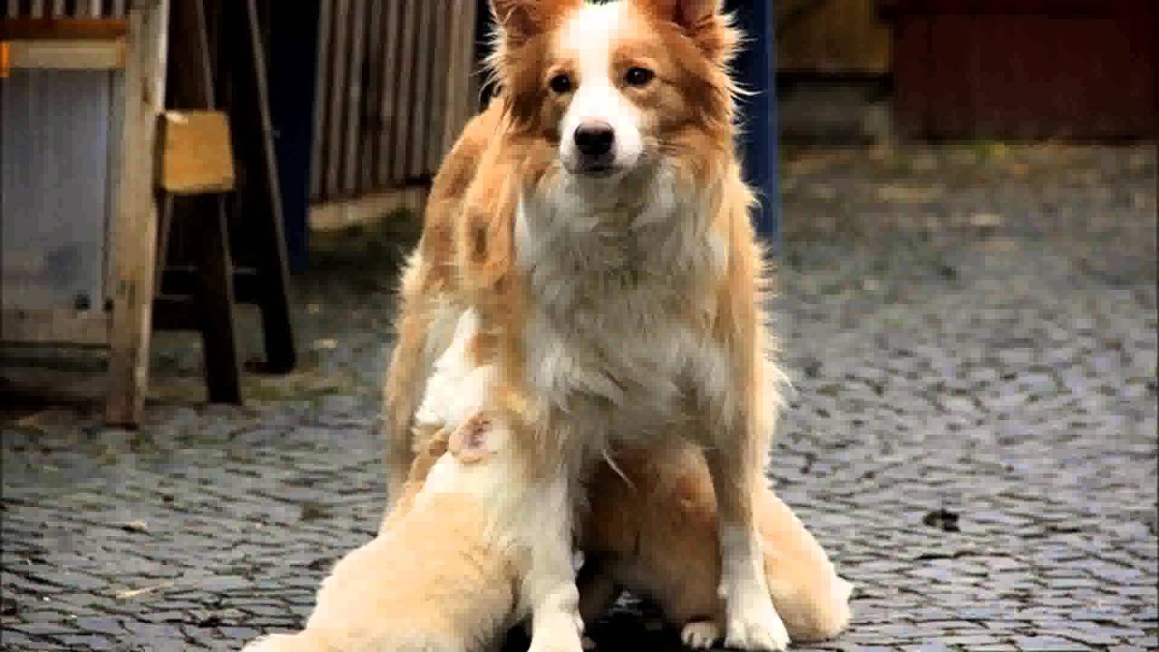 Border Collie Puppy "Nala" - 15 Weeks - YouTube