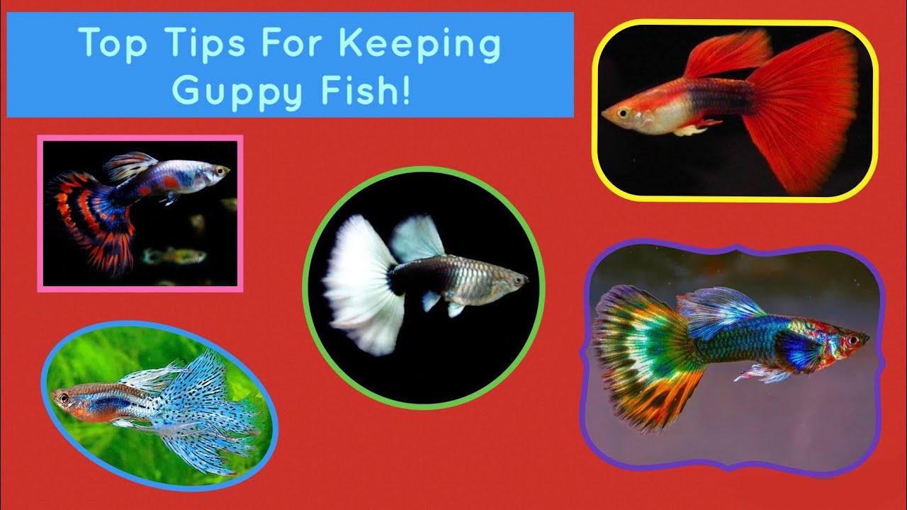 Top Tips For Keeping Guppy Tips That YOU HAVE TO KNOW! - YouTube