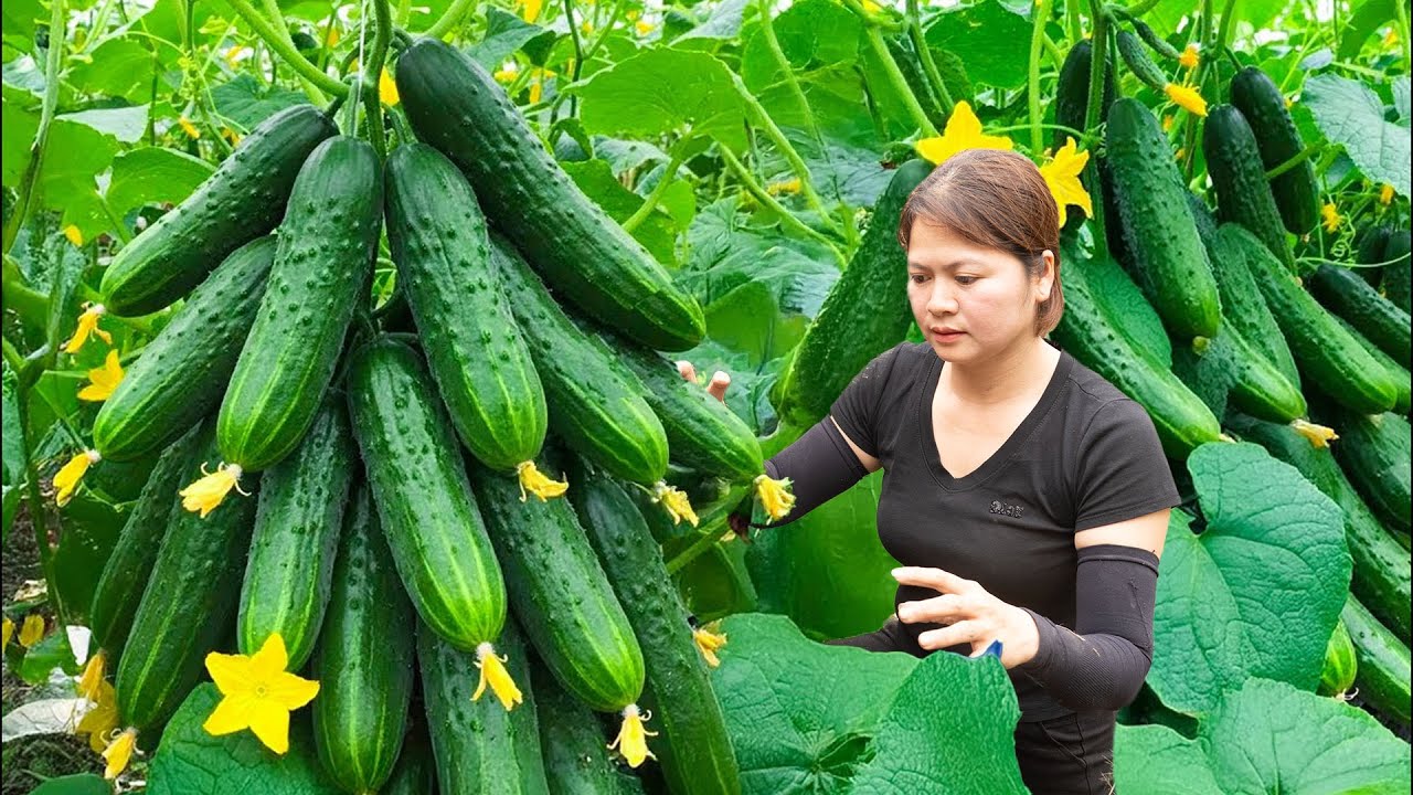 Harvesting Giant Cucumber – Farm to Table Cooking! - YouTube