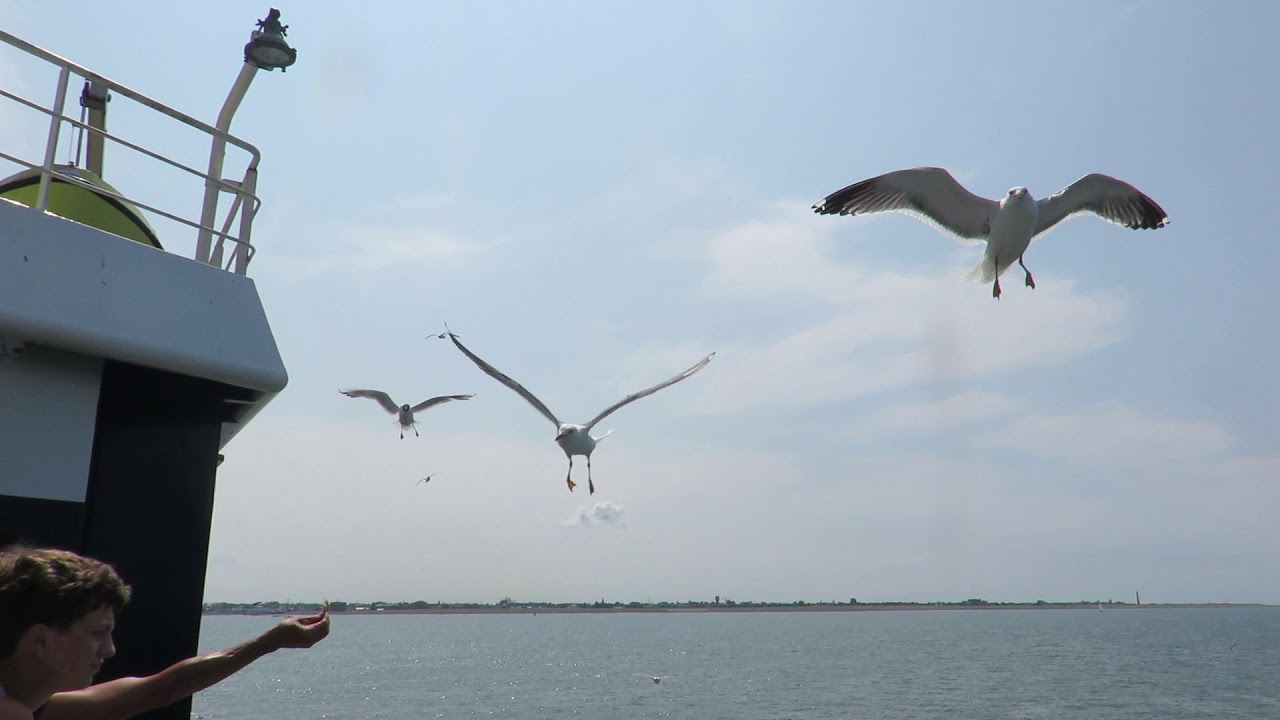 Feeding Seagulls - YouTube