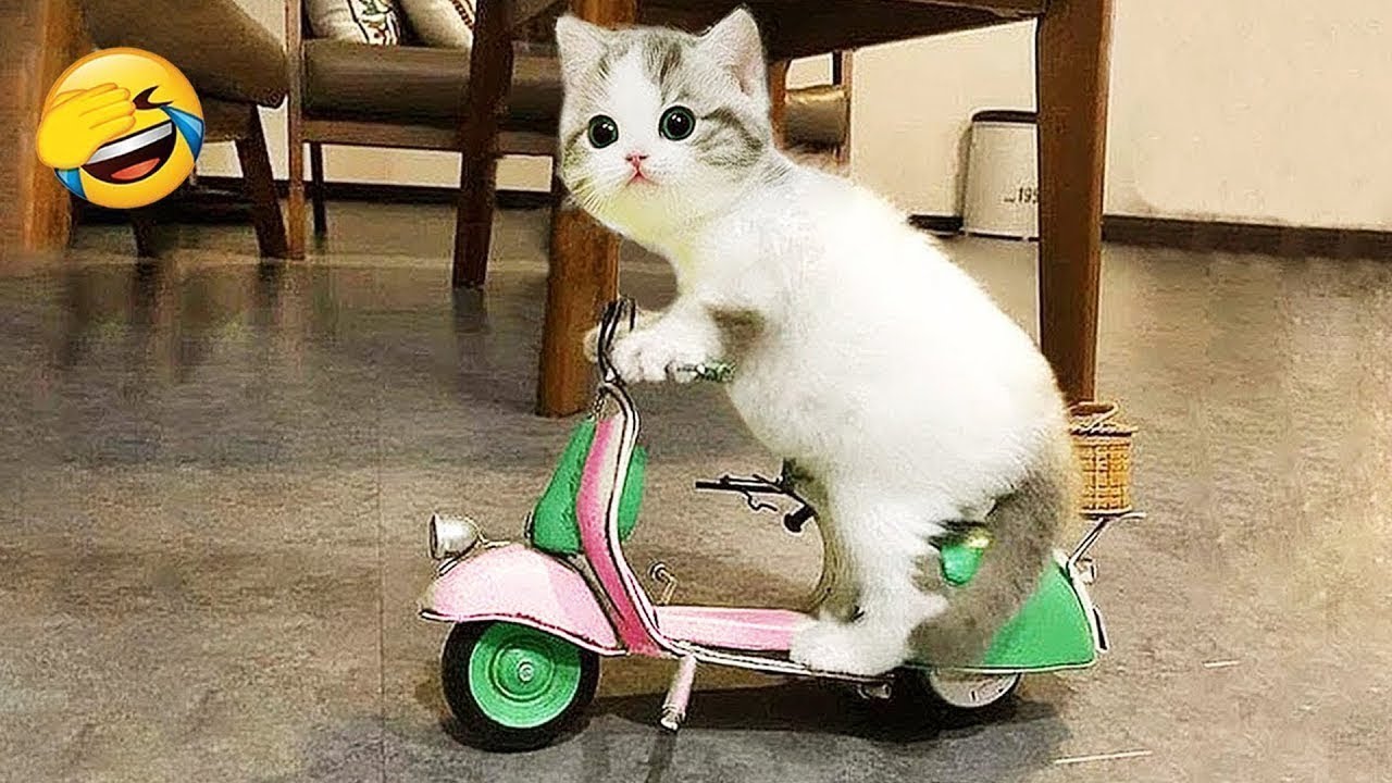 The Funniest Moments of Cats and Dogs😹🐶 Unbelievable and Hilarious ...