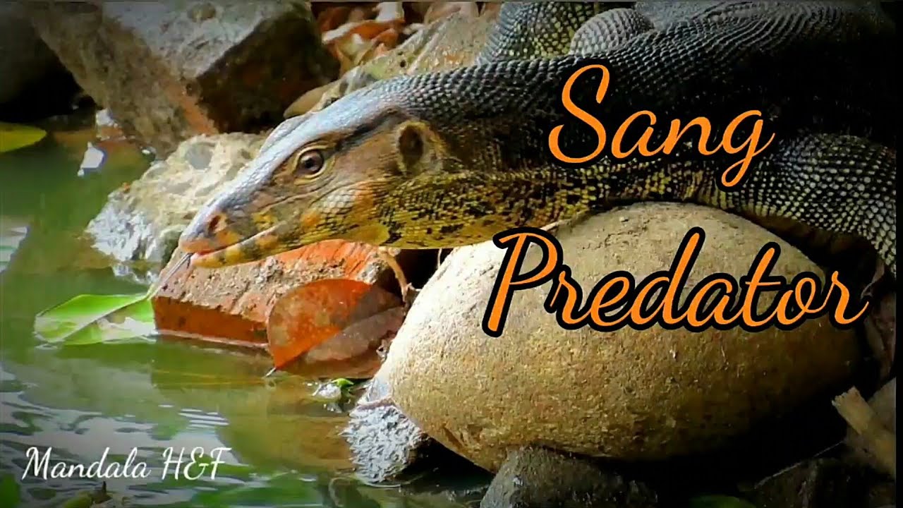 Hunting Biawak, Sang Predator - YouTube