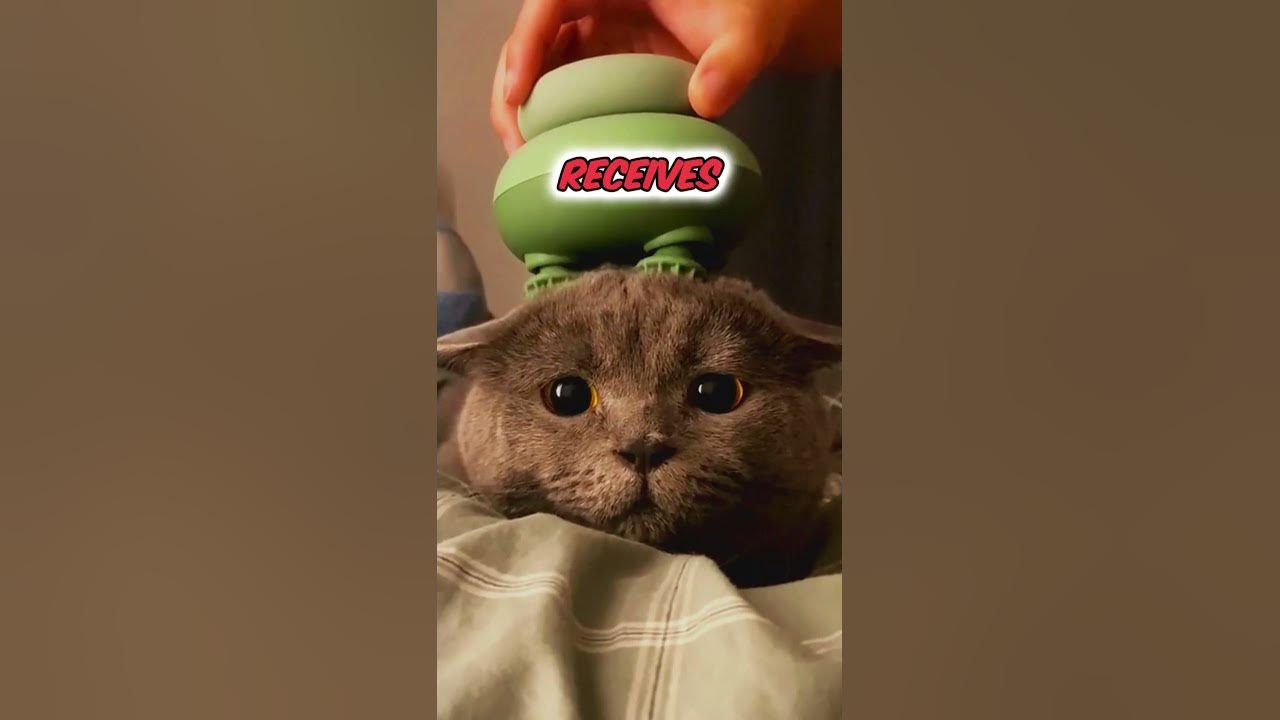 Cute Cat Massage Youtube
