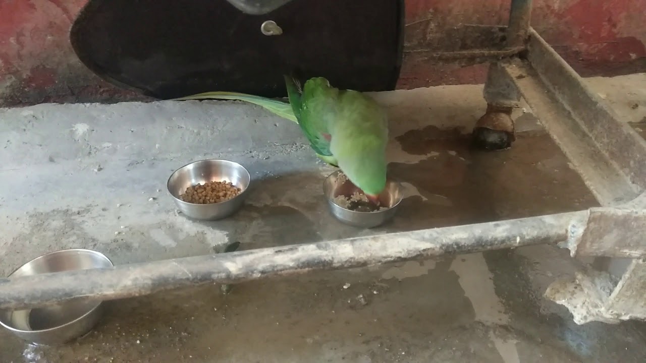 Parrot in my house - YouTube
