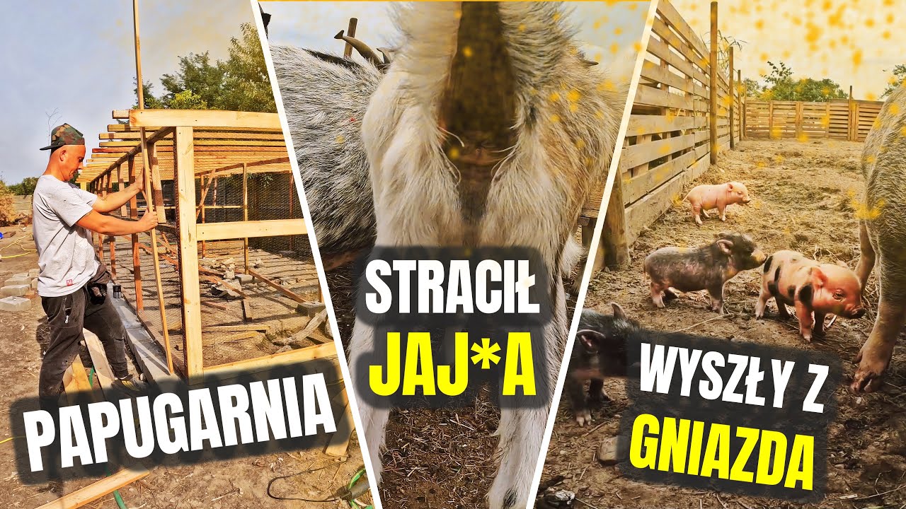 🦜 BUDUJĘ PAPUGARNIE 🦜 prosiaczki opuściły gniazdo i utrata męskości 🐖 ...