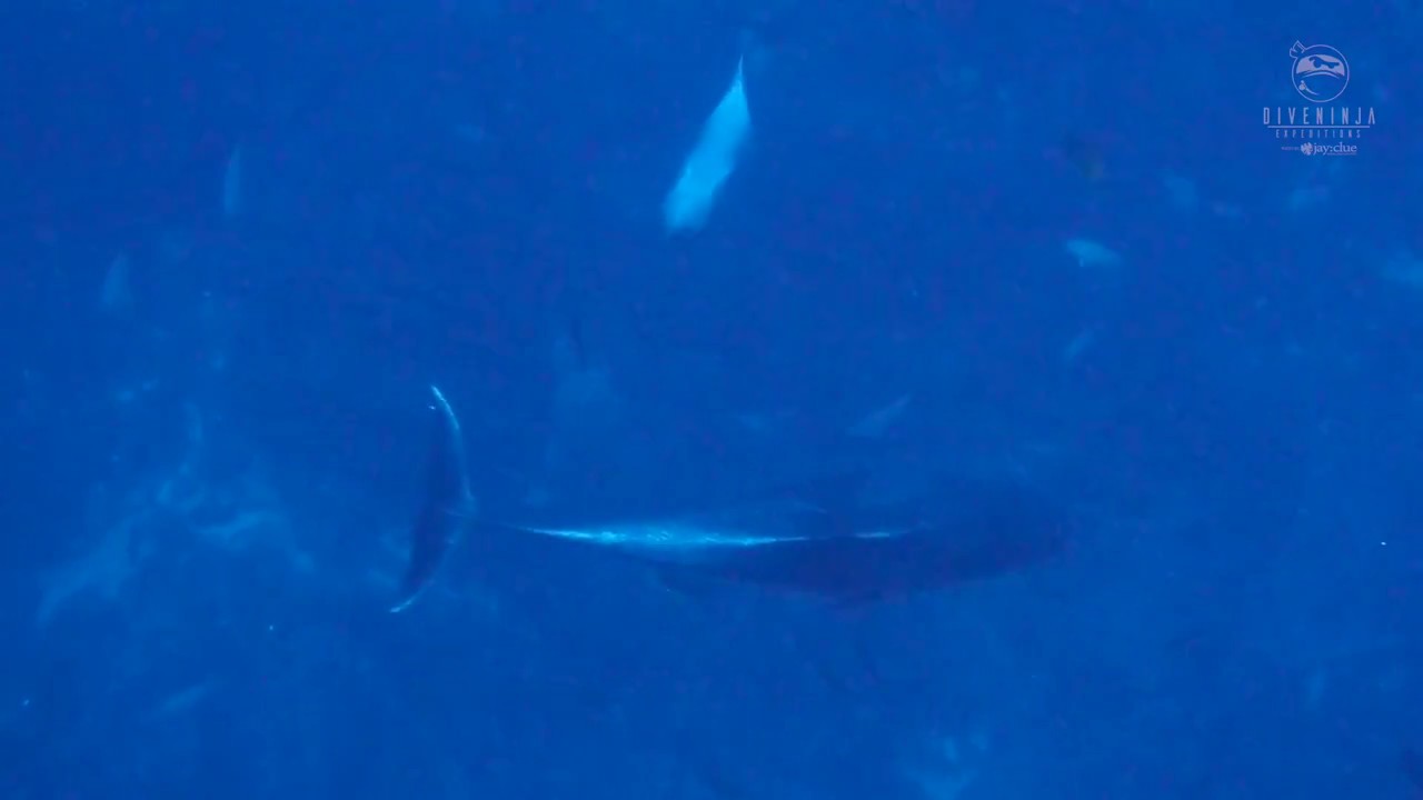 Baby Dolphin Getting Tickled - YouTube