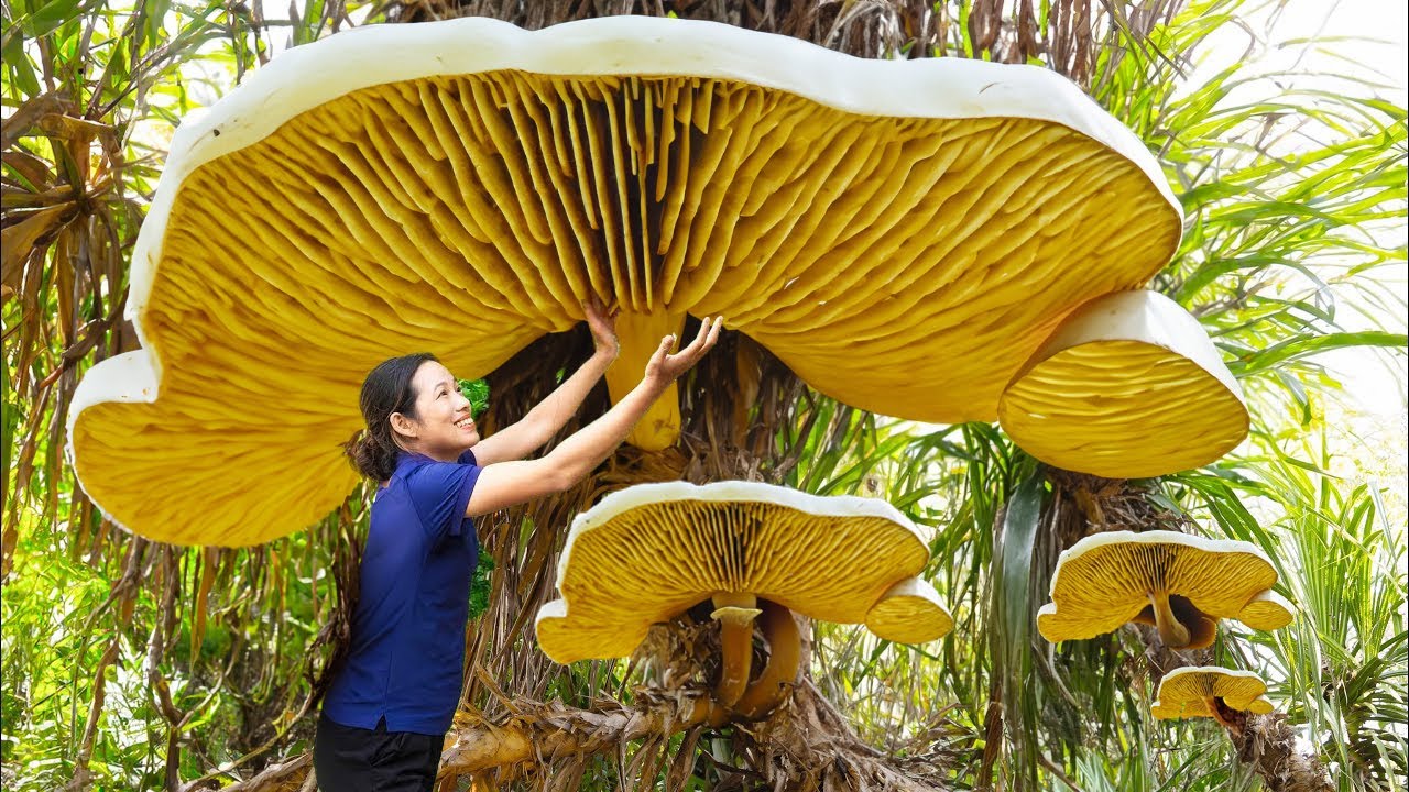 Amazing ! Picking WILD MUSHROOMS! GIANT! Funghi Porcini, Slippery Jack ...