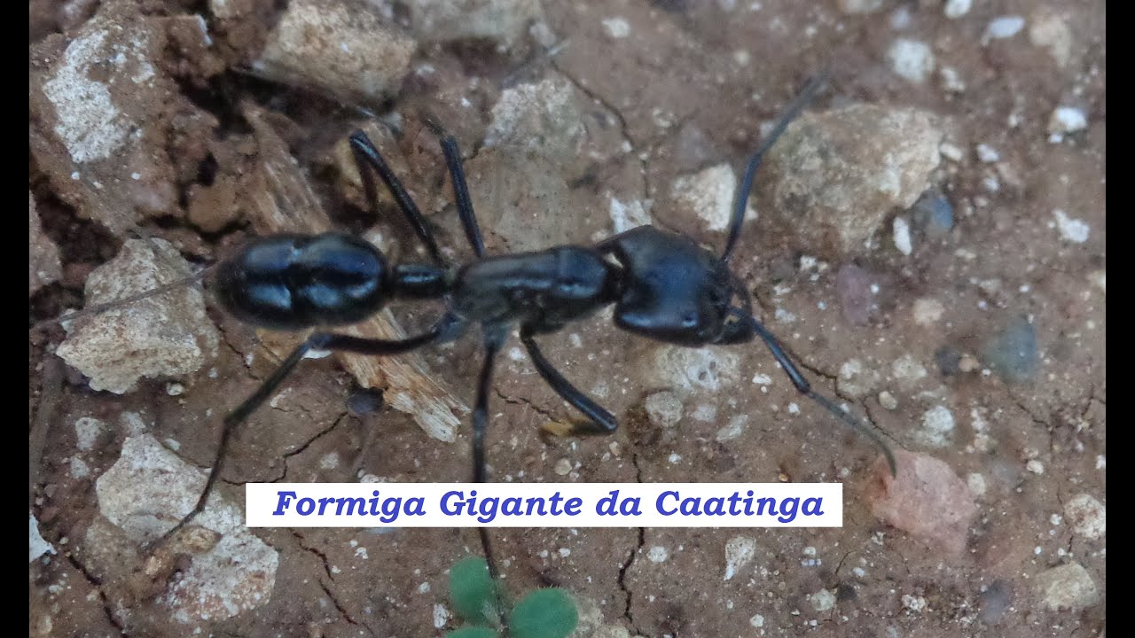 Formiga Gigante da Caatinga | Belezas da Natureza - YouTube