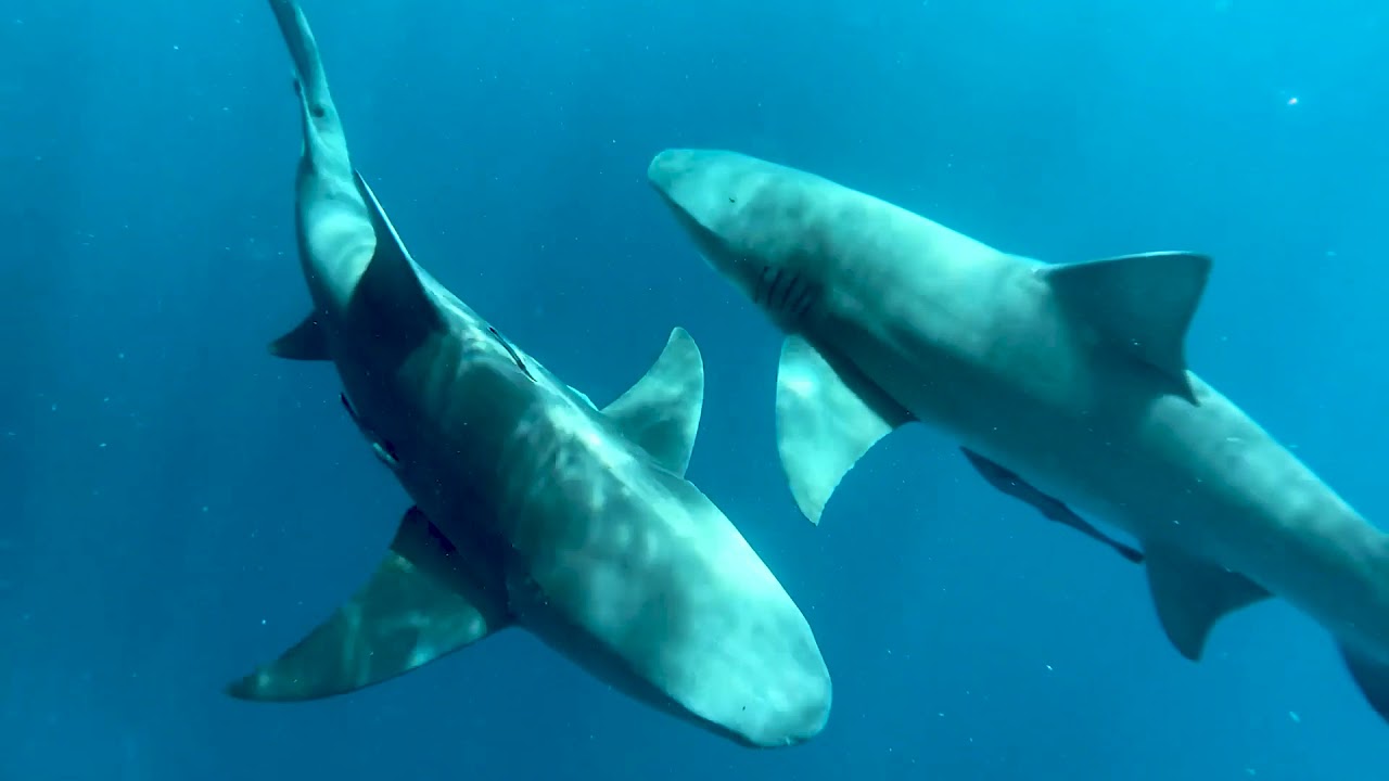 Close ENCOUNTERS with SHARKS! diving off Florida! - YouTube