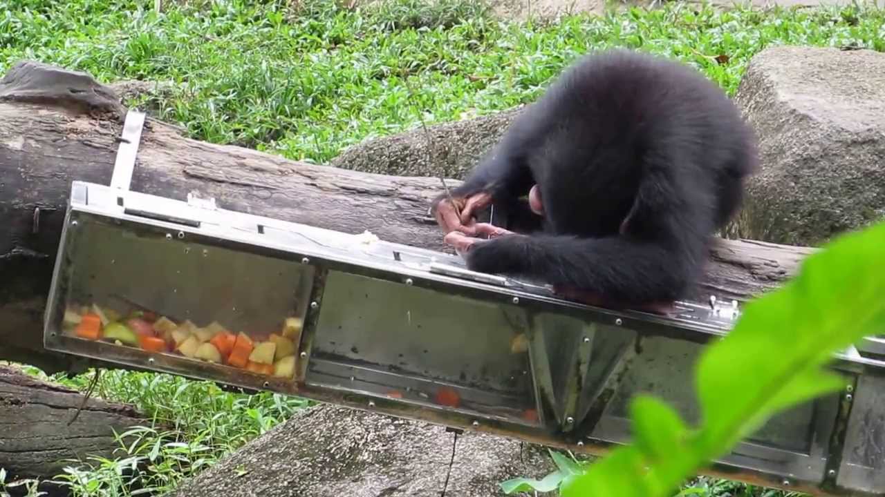 Chimp using tool on a food game at the Singapore Zoo - YouTube