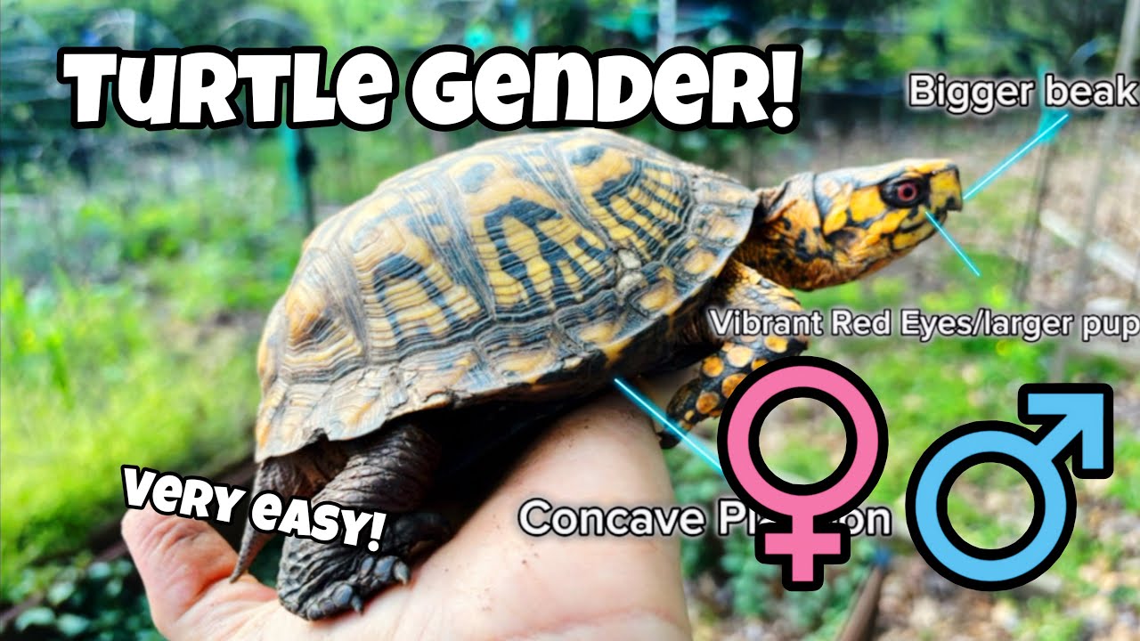 How to DETERMINE The GENDER Of Your Turtle! (EASY) 🐢 - YouTube