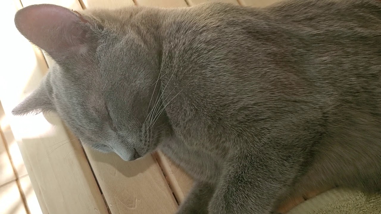 Cat sleeping in far-infared sauna - YouTube