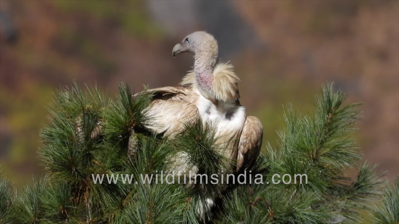 Himalayan Griffon Vulture or Gyps himalayensis from Garhwal Himalaya ...