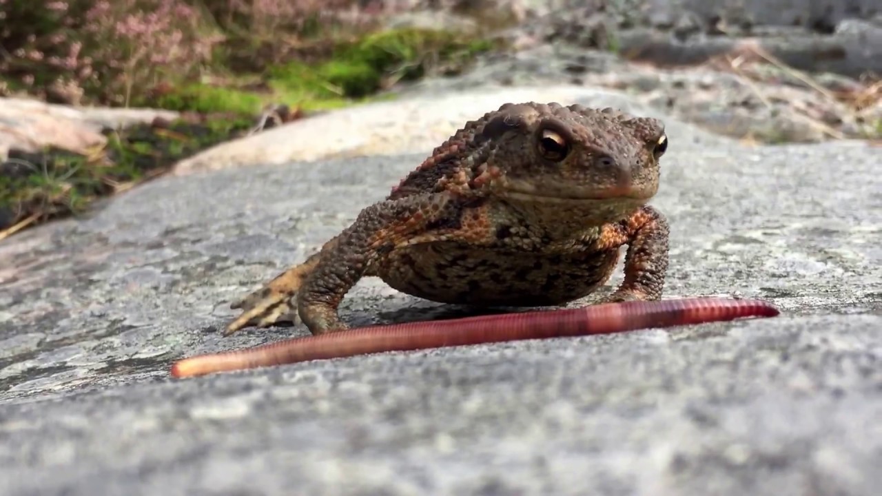 Toad eating a worm - YouTube