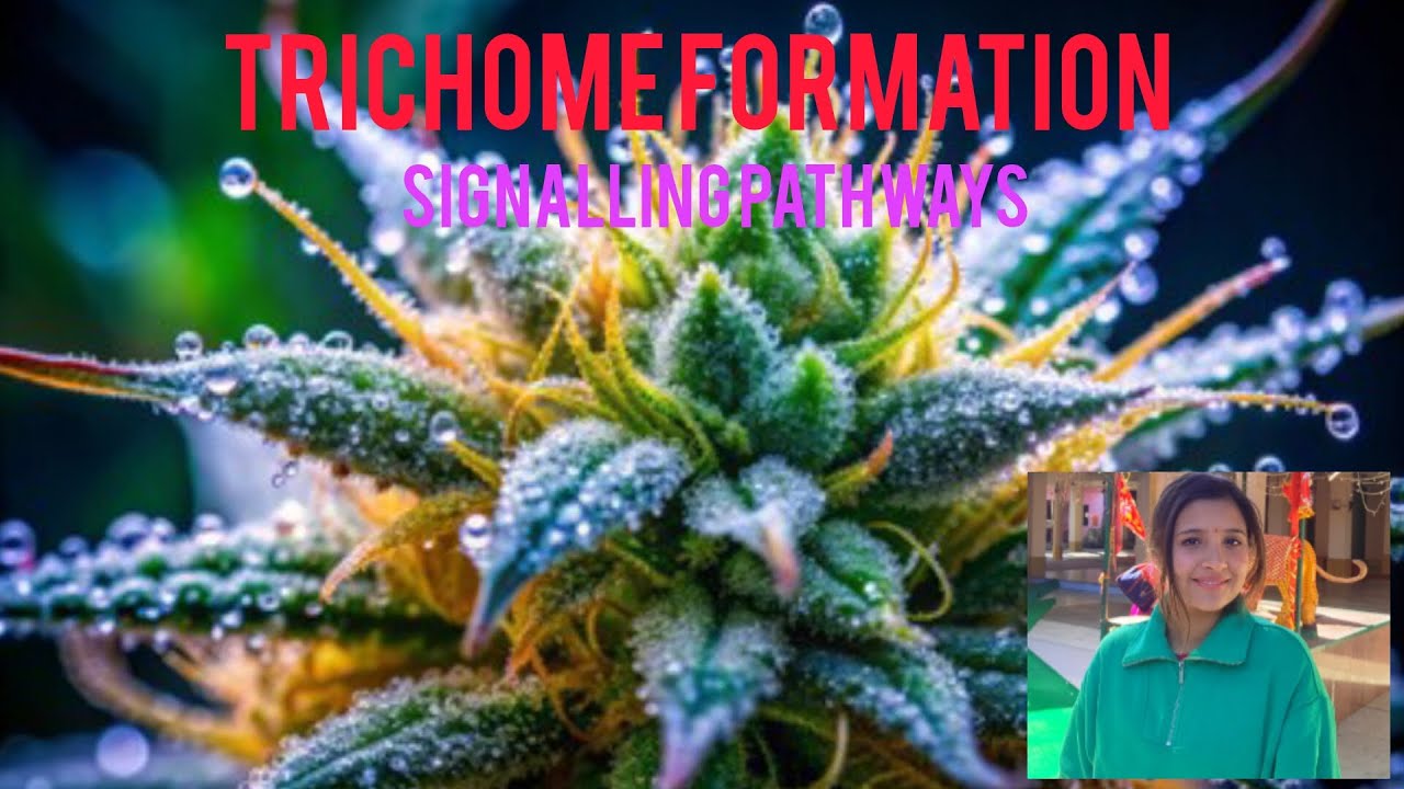 Trichome formation.🔴 Role of plant hormone in trichome formation 🔴 ...