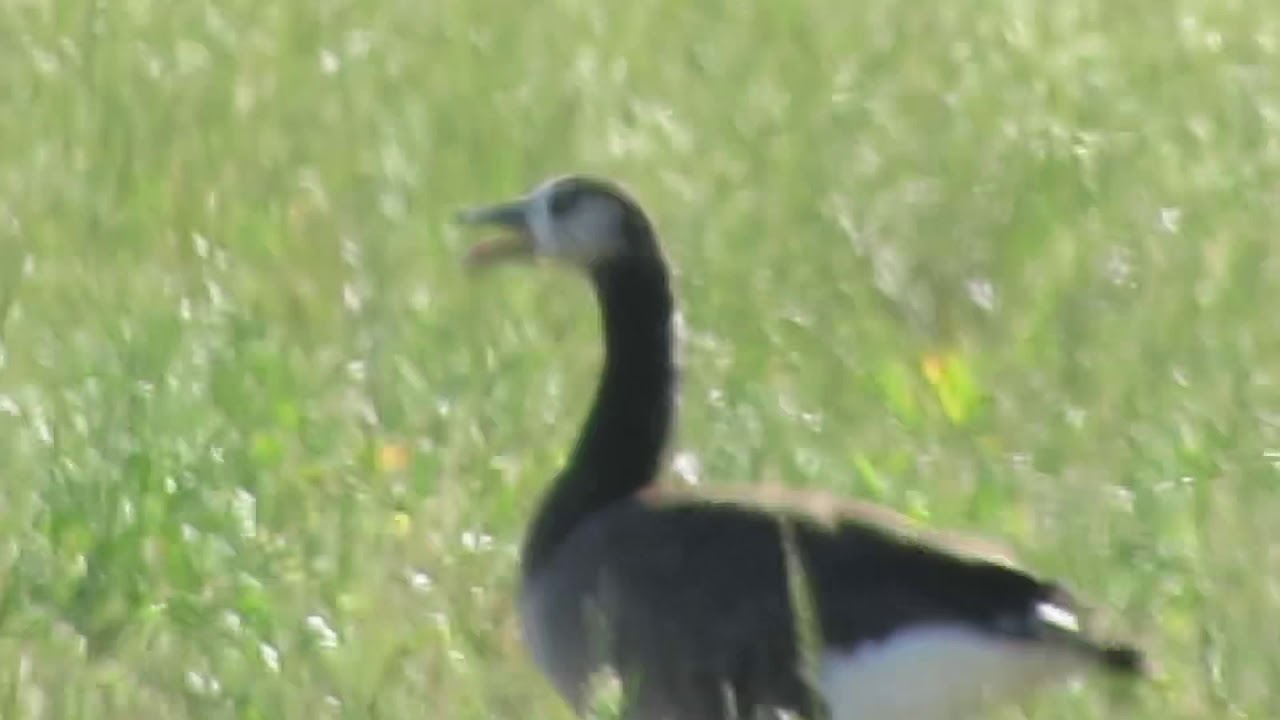 Very Odd Goose, ID? - YouTube