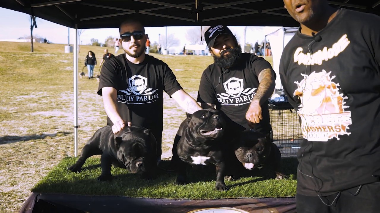 Concrete Jungle 3 Bully Show & Funshow - Bully Parlor (SMOKE SECTION ...