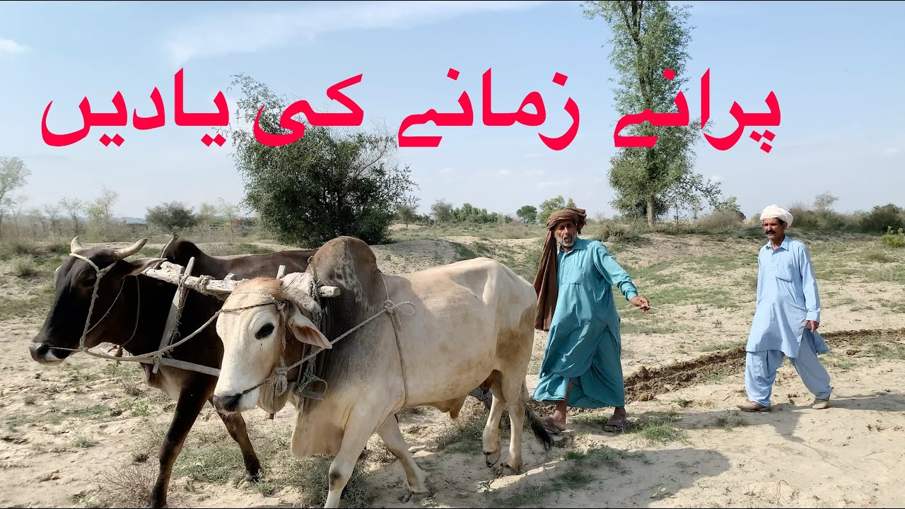 Old traditional way Plowing with oxens - YouTube