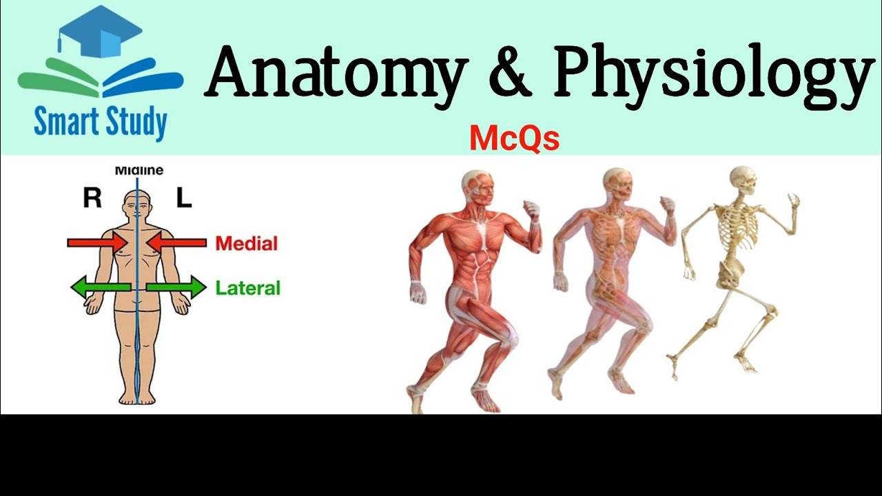 Human Anatomy and Physiology Question and answer | Anatomy and ...