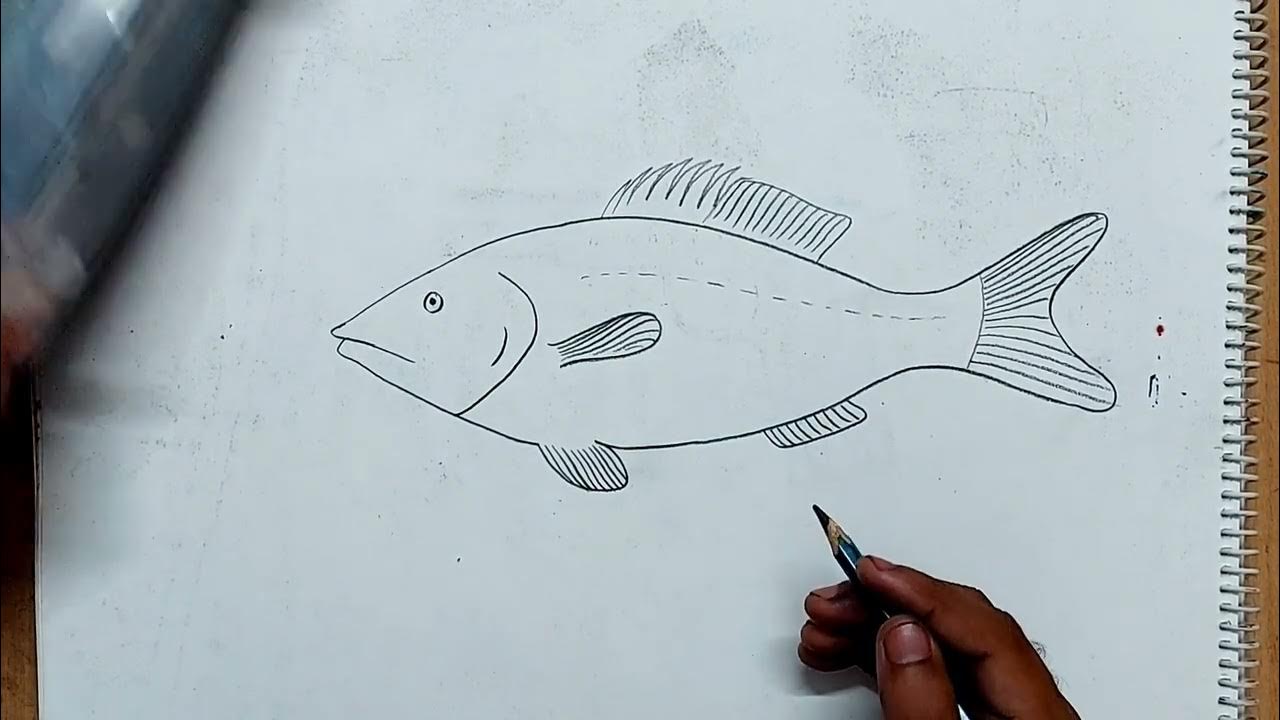 how to draw basic fish diagram I fish external features drawing I fish ...