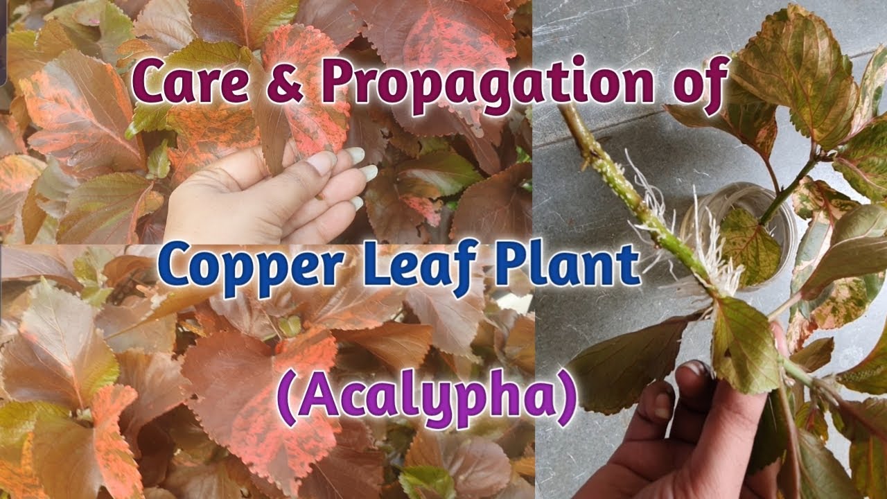 Care and Propagation of Copper Leaf plant/Acalypha /Khalifa plant// Red ...