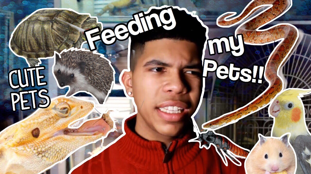FEEDING ALL MY PETS! (epic) | Rodents, Reptiles, Amphibians + MORE ...