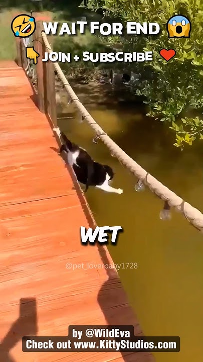 Why Do Cats Hate Water π
π¦ Youtube