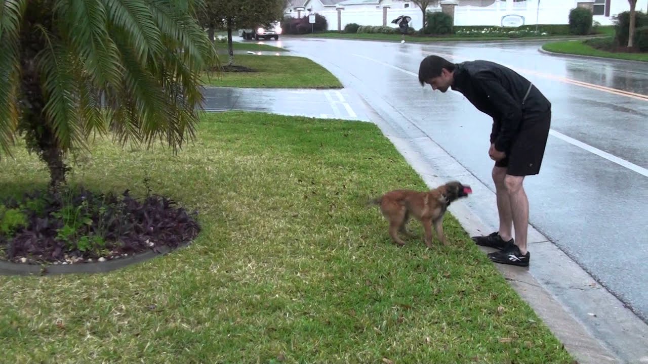 Training a Puppy in Rain - YouTube