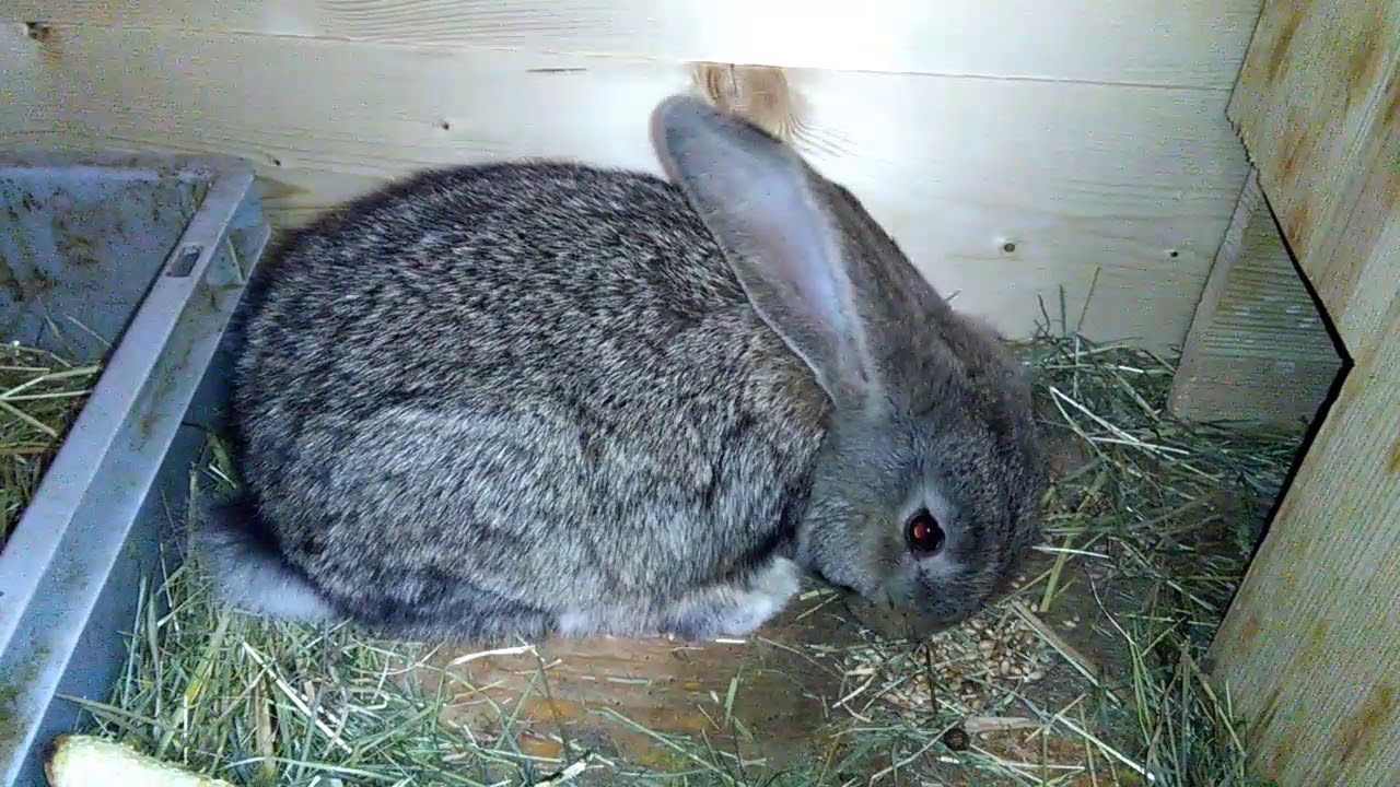 Junge Deutsche Riesen (Kaninchen) 65 Tage alt #13 - YouTube