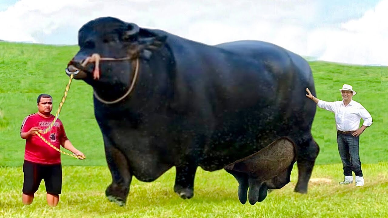 Sindhi kundi-highest milking buffalo in the world-best breed in the ...