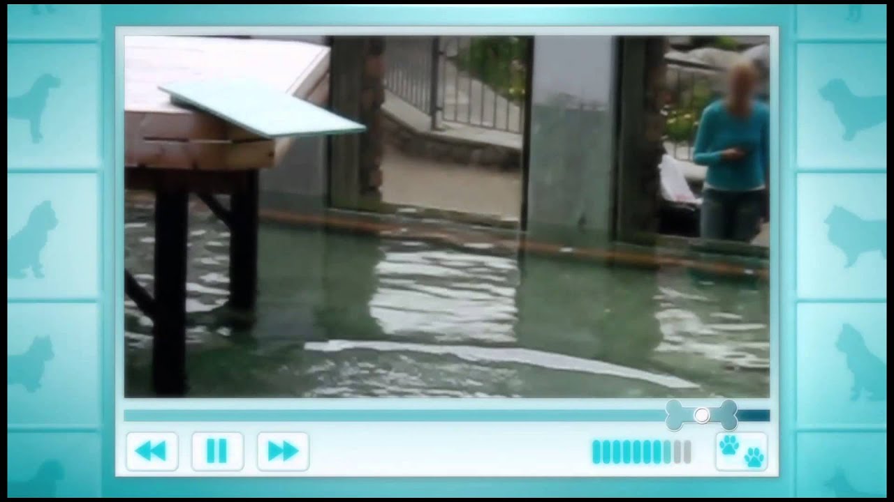 Dogs Rule, Cats...Not So Much - Penguins - YouTube