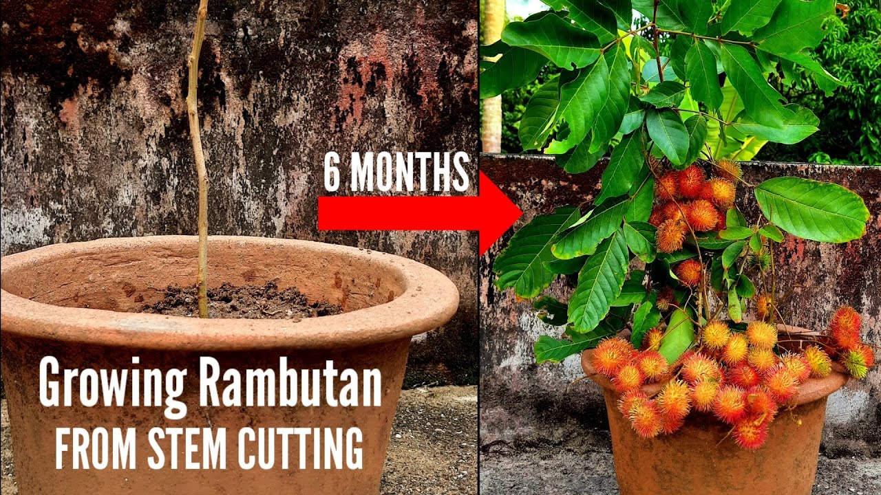 Growing Rambutan Plant from Stem Cutting😍😍@terrace. High yield. Must ...