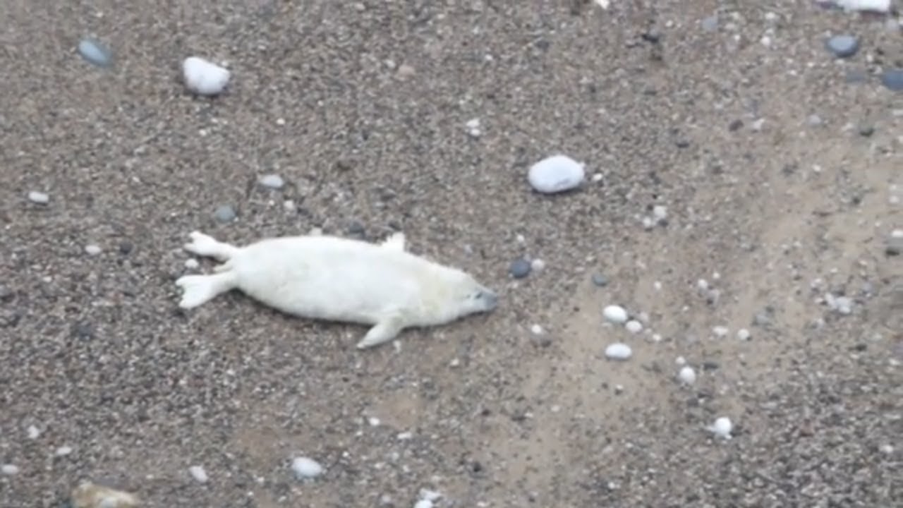 2024 Pupping Season - 7 & 16 day old seal pups - 2nd November - YouTube