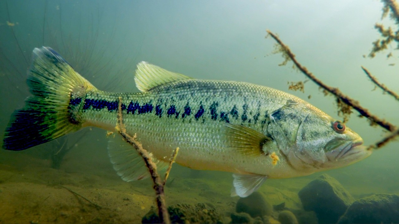 How To Catch Bass During The Spawn! (Underwater Footage Of Bass ...