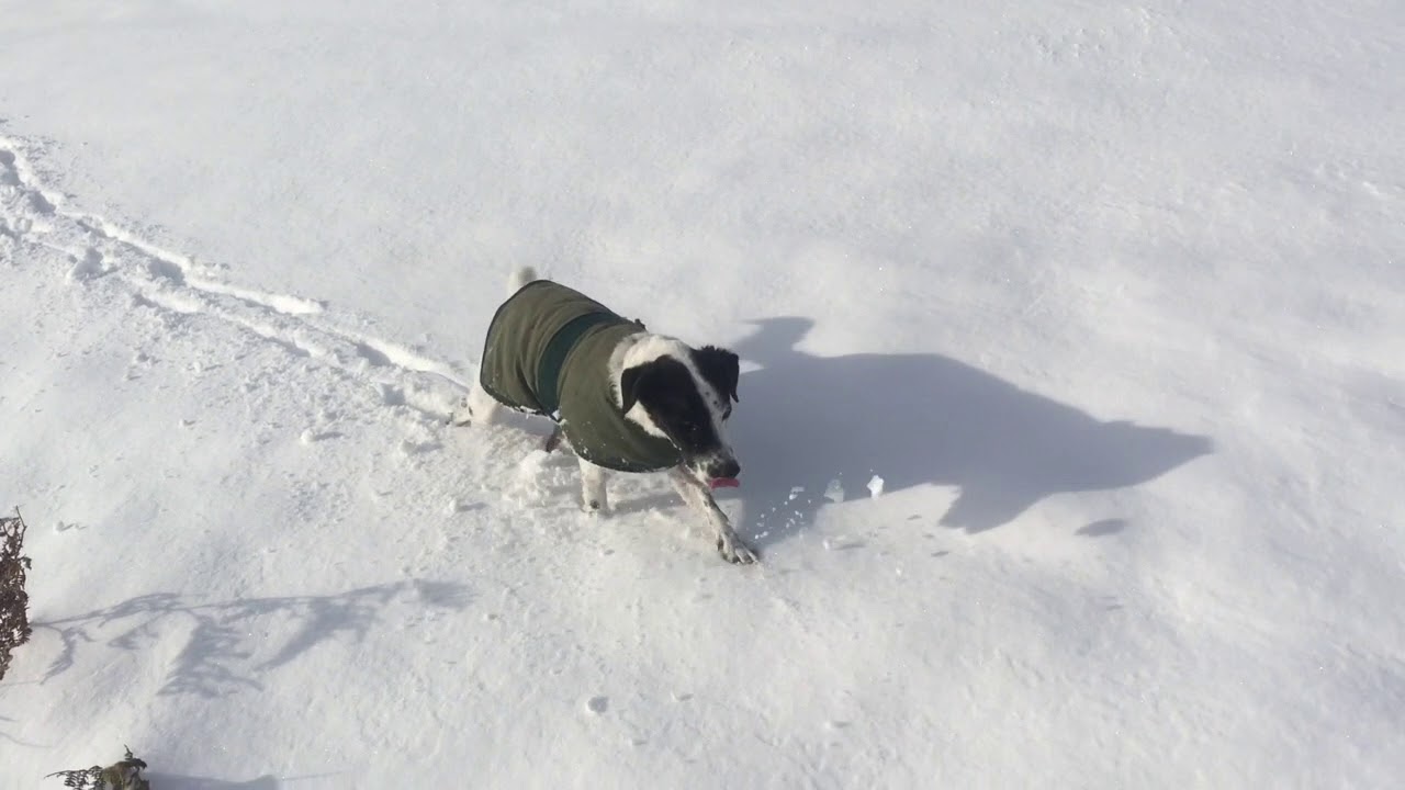 Gromit & Grace play in the snow - YouTube