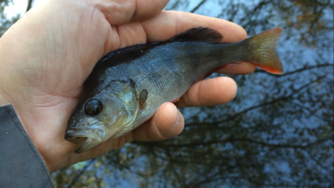 A few fish from today’s session - YouTube