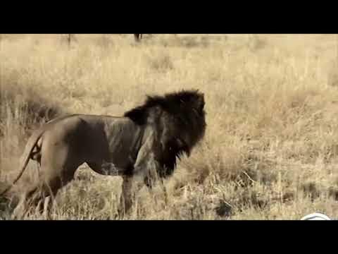 Old male lions Okavango Delta - YouTube