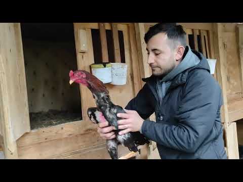 /// BU YIL İBRAHİMİN KÜMESİNDE YARIŞ YAPAN VE YAPACAK HİNT HOROZU YAVRULARI///#hinthoroz #damızlık